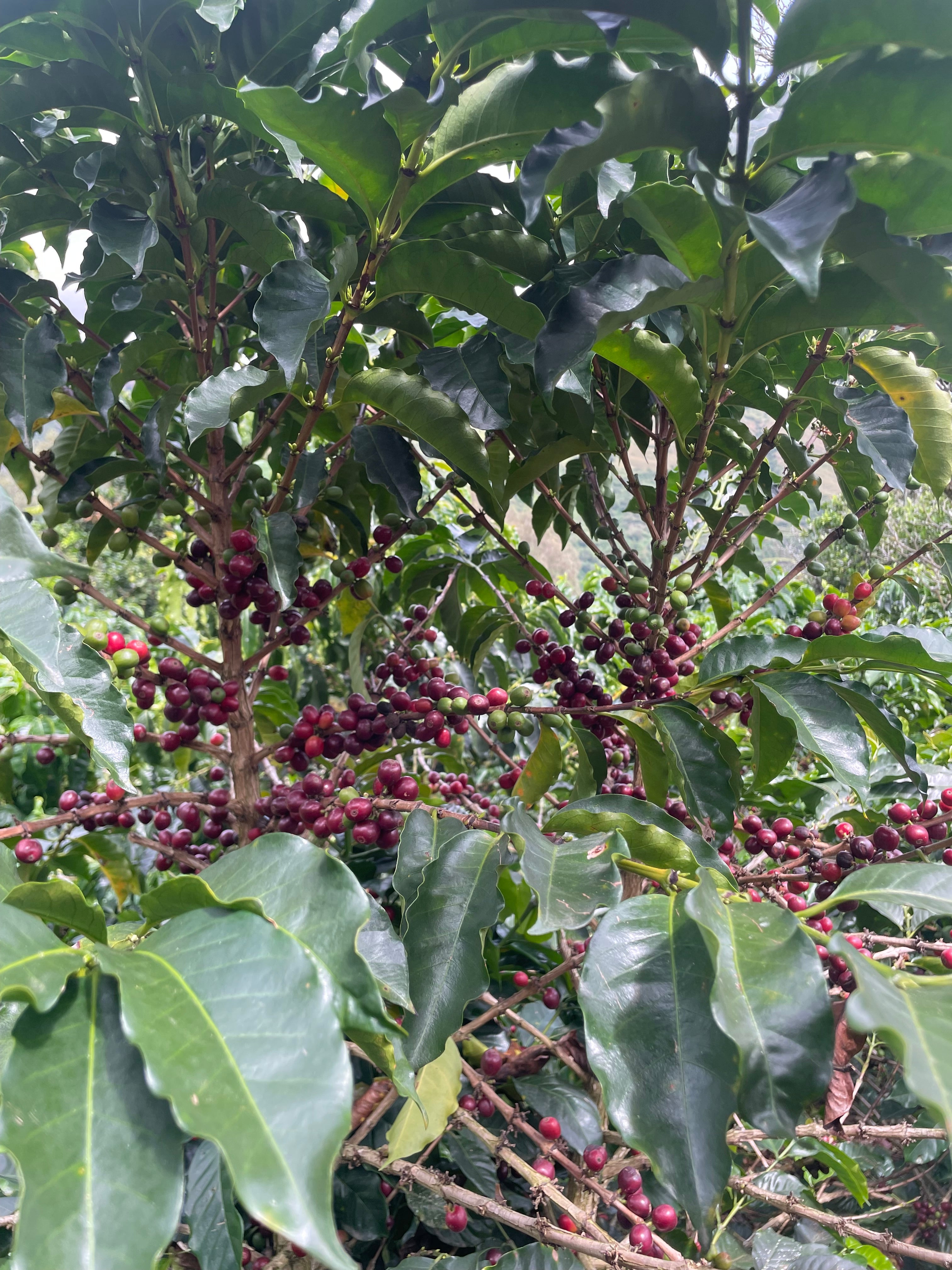 BS1 Espresso | Triple Co Roast